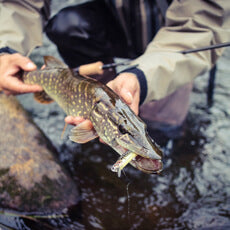 Fly Fishing in Iceland 🇮🇸 – Raprance