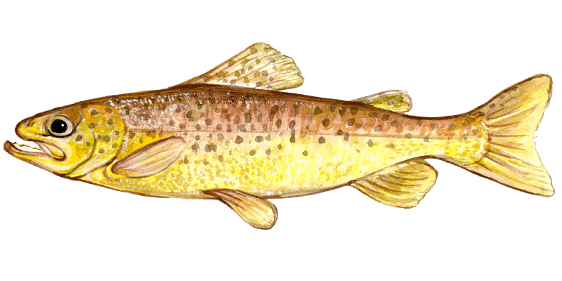 Fly Fishing for Brown Trout – Raprance