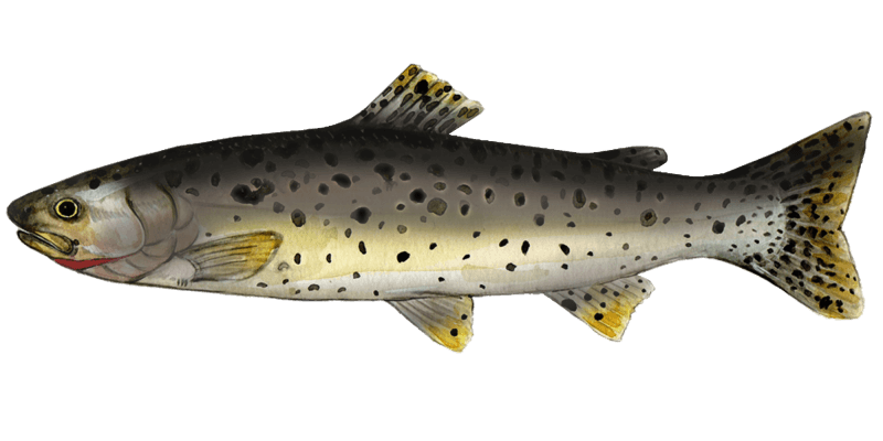 Fly Fishing for Cutthroat Trout – Raprance