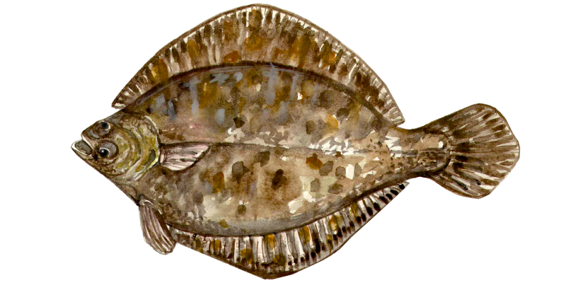 Fly Fishing for European Flounder – Raprance