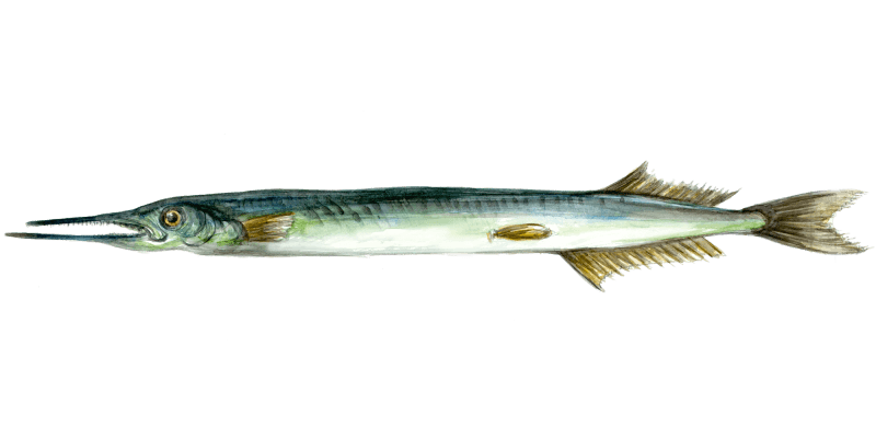 Fly Fishing for Garfish – Raprance