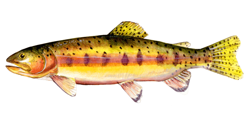 Fly Fishing for Golden Trout – Raprance