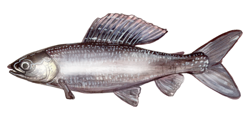 Fly Fishing for Grayling – Raprance