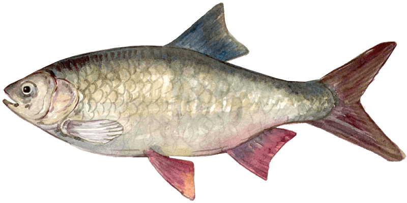 Fly Fishing for Ide – Raprance