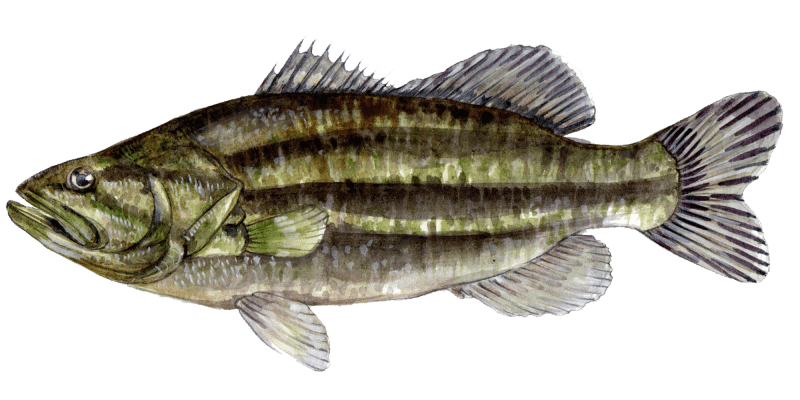 Fly Fishing for Largemouth Bass – Raprance