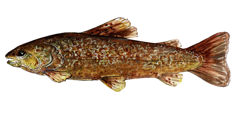 Fly Fishing for Marble Trout – Raprance