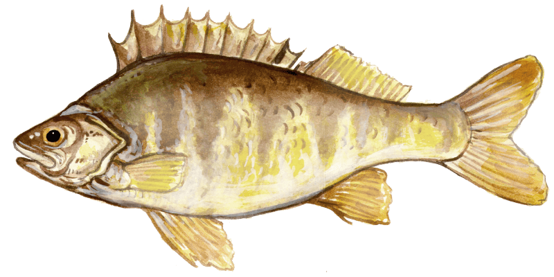 Fly Fishing for Perch – Raprance