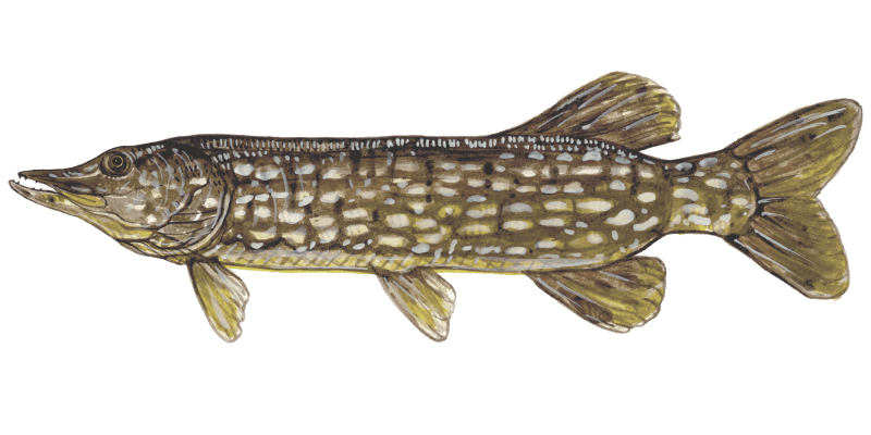 Fly Fishing for Pike – Raprance