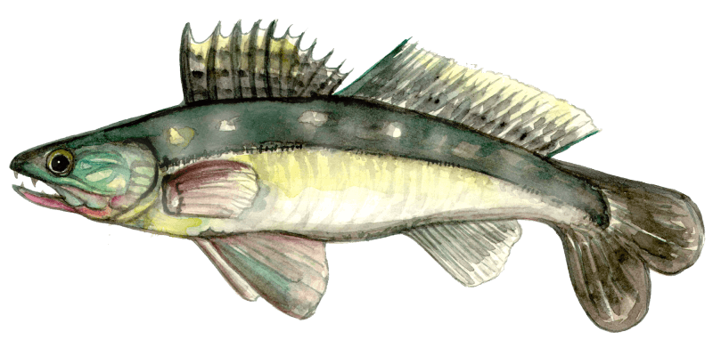 Fly Fishing for Pike perch – Raprance