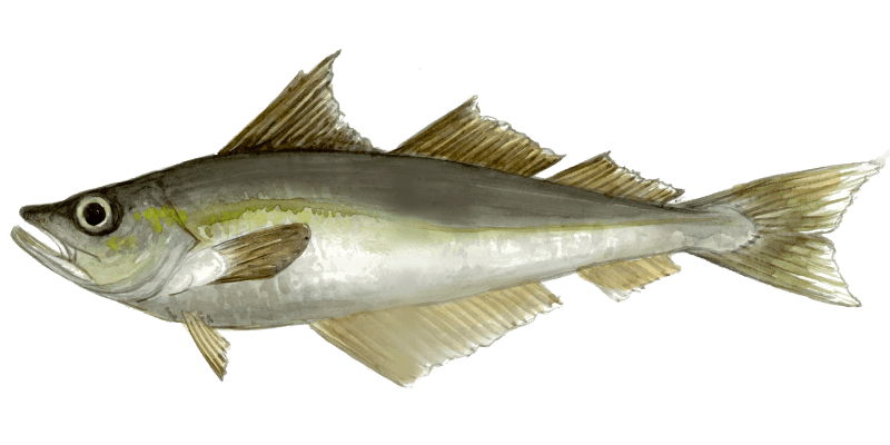 Fly Fishing for Pollack – Raprance