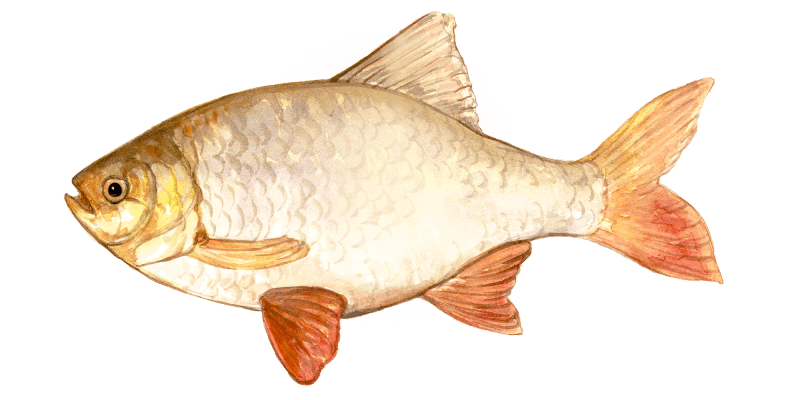 Fly Fishing for Roach – Raprance