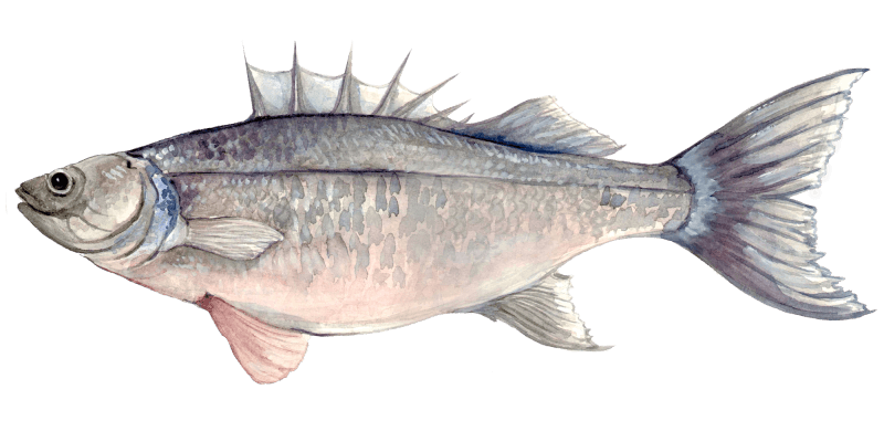 Fly Fishing for Sea bass – Raprance