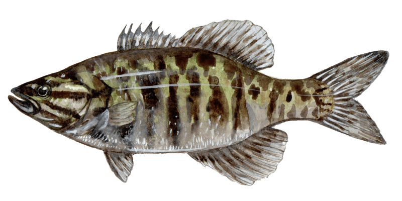 Fly Fishing for Smallmouth Bass – Raprance