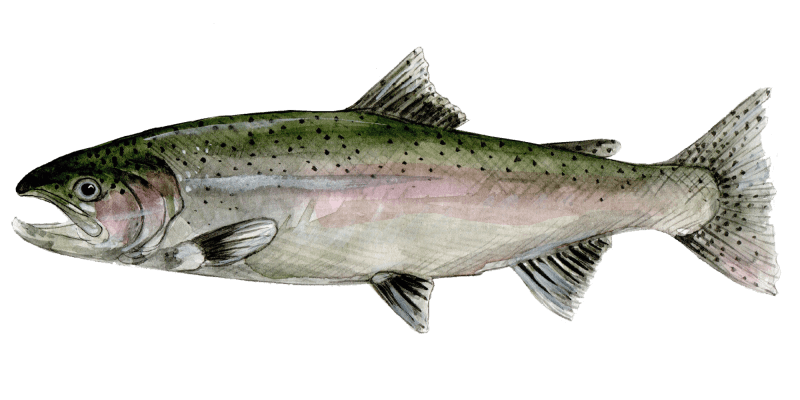 Fly Fishing for Steelhead – Raprance