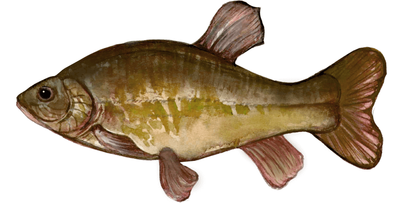 Fly Fishing for Tench – Raprance