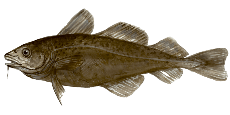 Fly Fishing for Atlantic Cod – Raprance