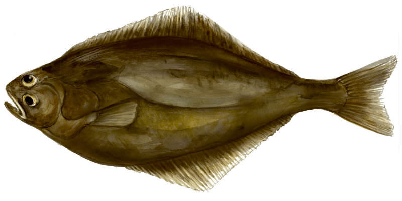 Fly Fishing for Atlantic Halibut – Raprance