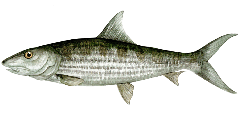 Fly Fishing for Bonefish – Raprance