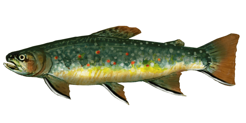 Fly Fishing for Brook trout – Raprance