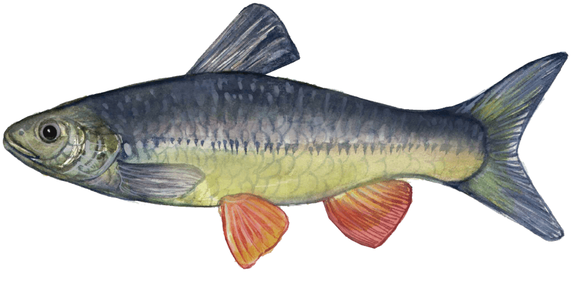 Fly Fishing for Chub – Raprance