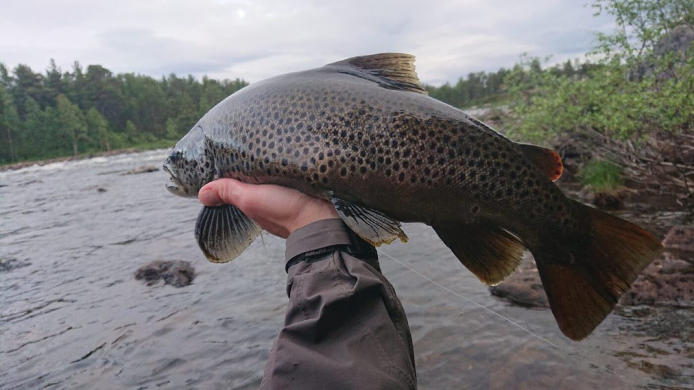 Grayling Guide – Raprance