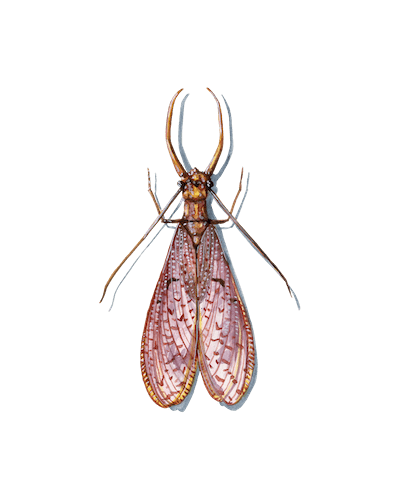 Fly Fishing Entomology – Raprance