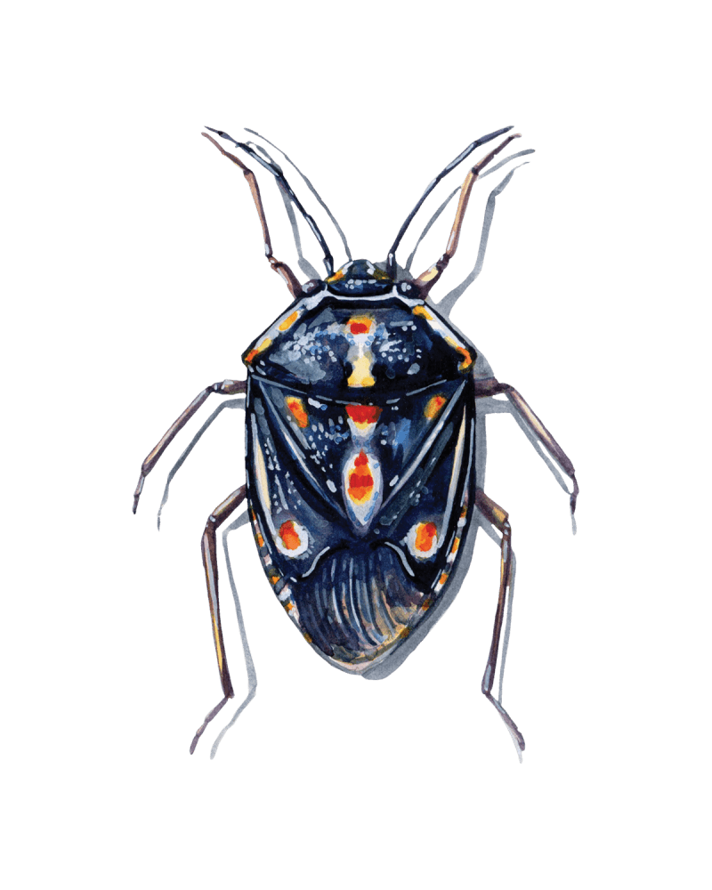 True Bugs – Raprance